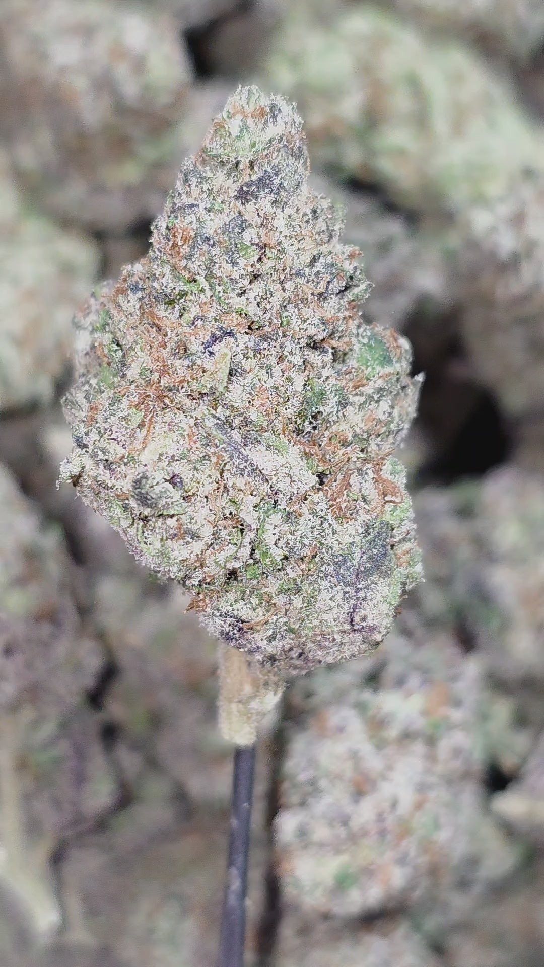 Cali Lemon Kush 35% THCA Bulk – Terp Thca