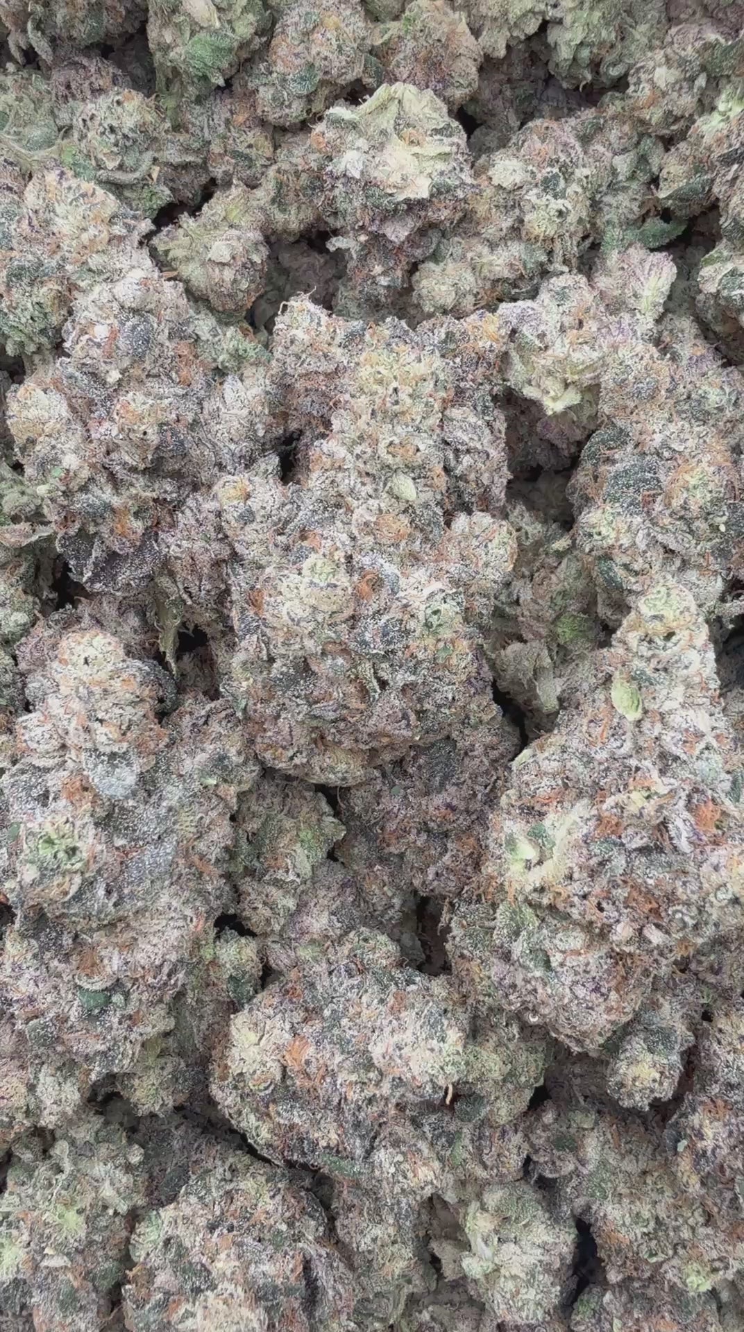 Acapulco Gold 35% THCa Bulk (RARE) – Terp Thca